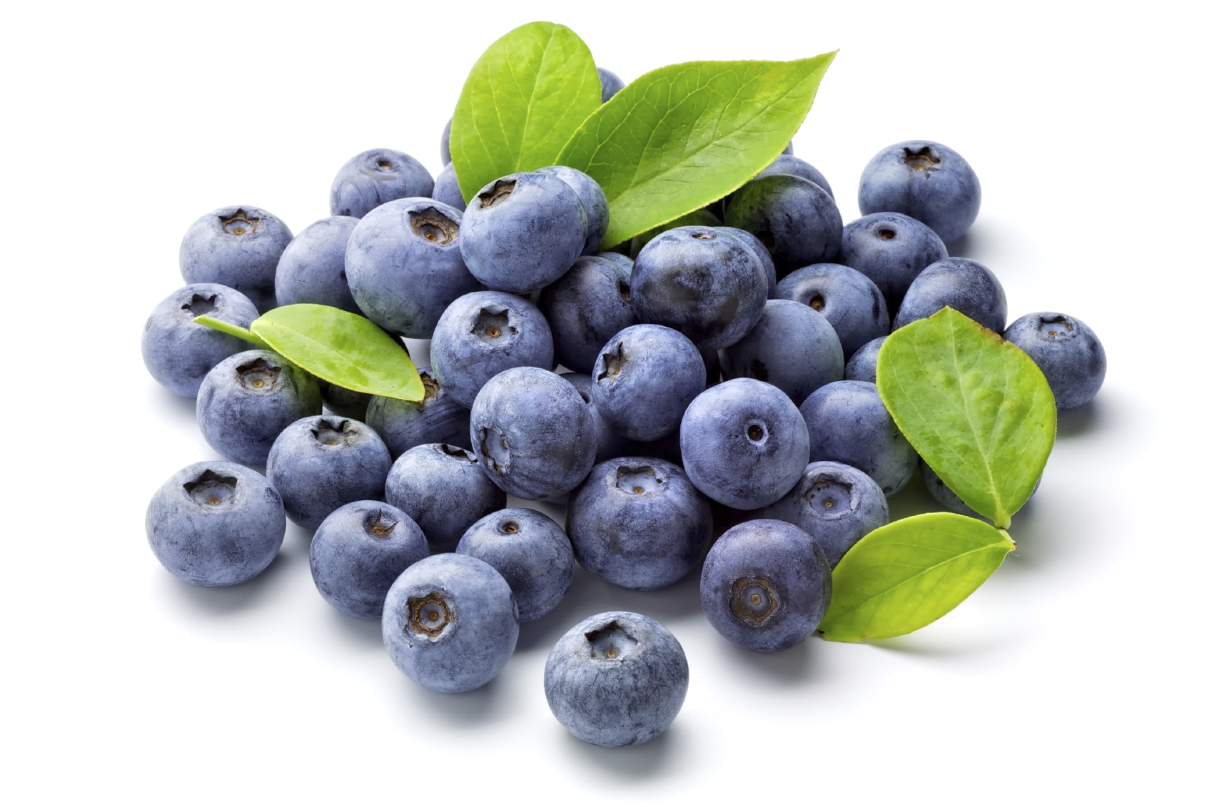 BLUEBERRY Northern Highbush