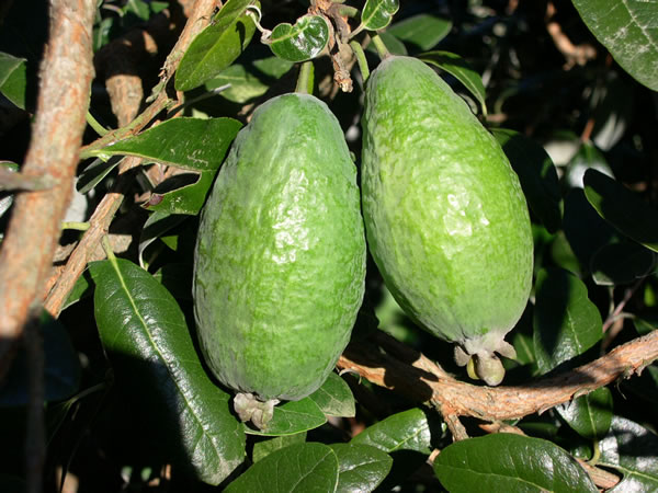 Feijoa tree varieties produced by Waimea Nurseries