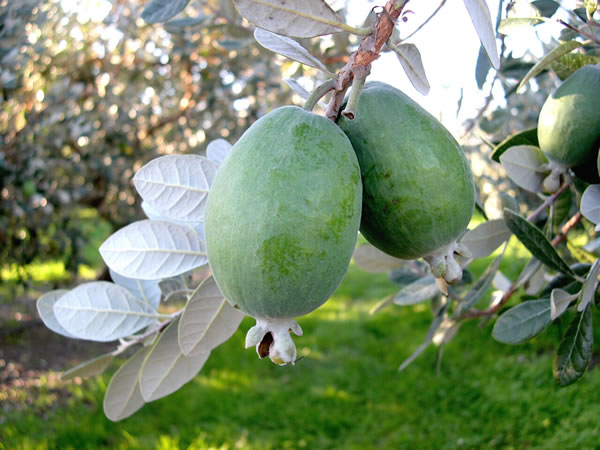 Feijoa tree varieties produced by Waimea Nurseries