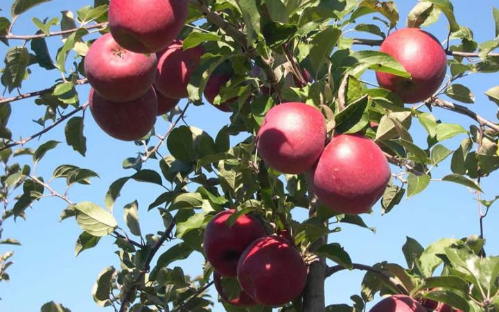 Fuji Apple Tree Bloom