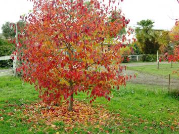 PYRUS betulifolia Autumn leaves